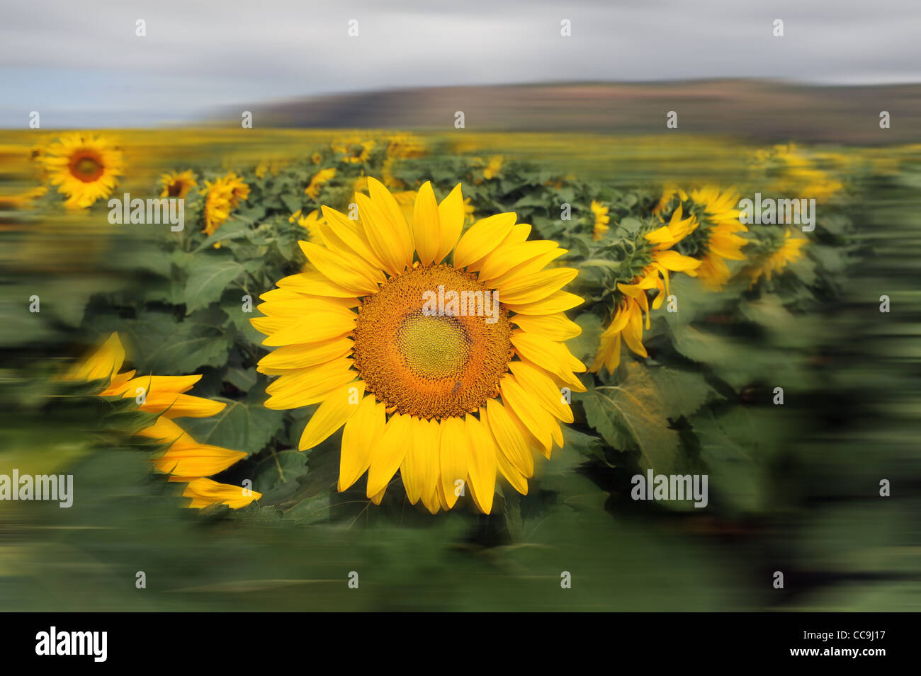 Giant sunflower hi-res stock photography and images - Alamy