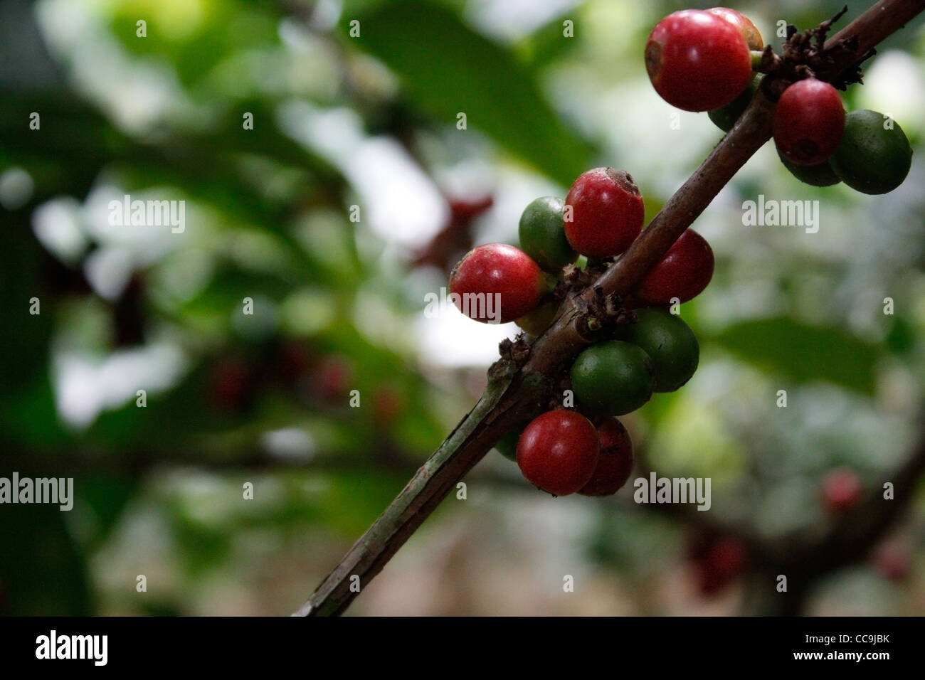 Coffee tree hi-res stock photography and images - Alamy