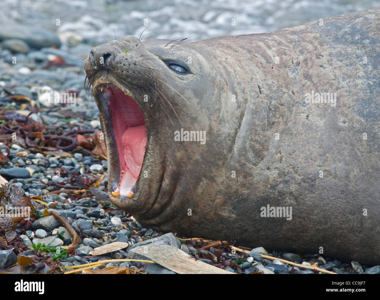 Southern Elephant Seal (mirounga leonina), Godthul, South Georgia Stock ...