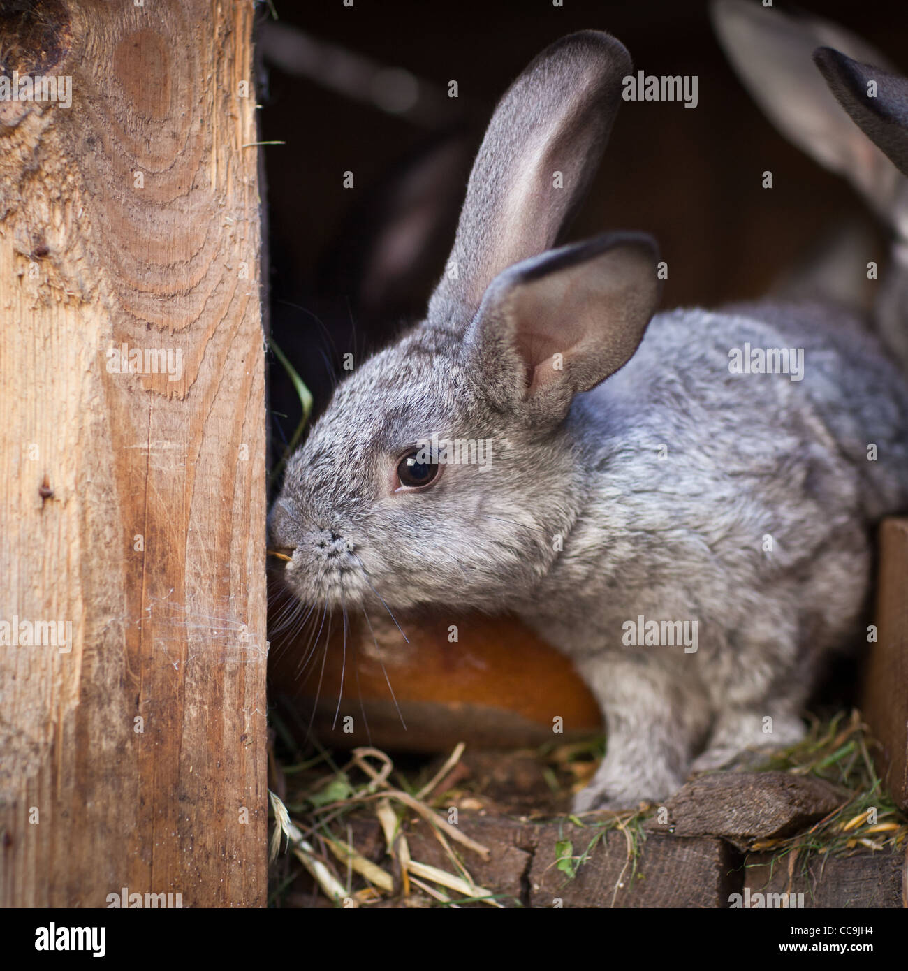 Breeding european rabbit rabbits hi-res stock photography and images ...
