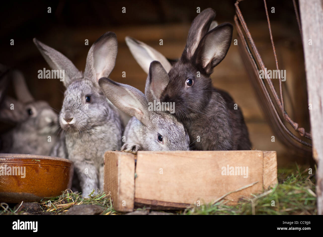 Young rabbits (European Rabbit - Oryctolagus cuniculus Stock Photo - Alamy