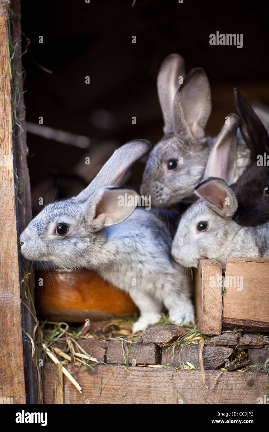 Young rabbits (European Rabbit - Oryctolagus cuniculus Stock Photo - Alamy