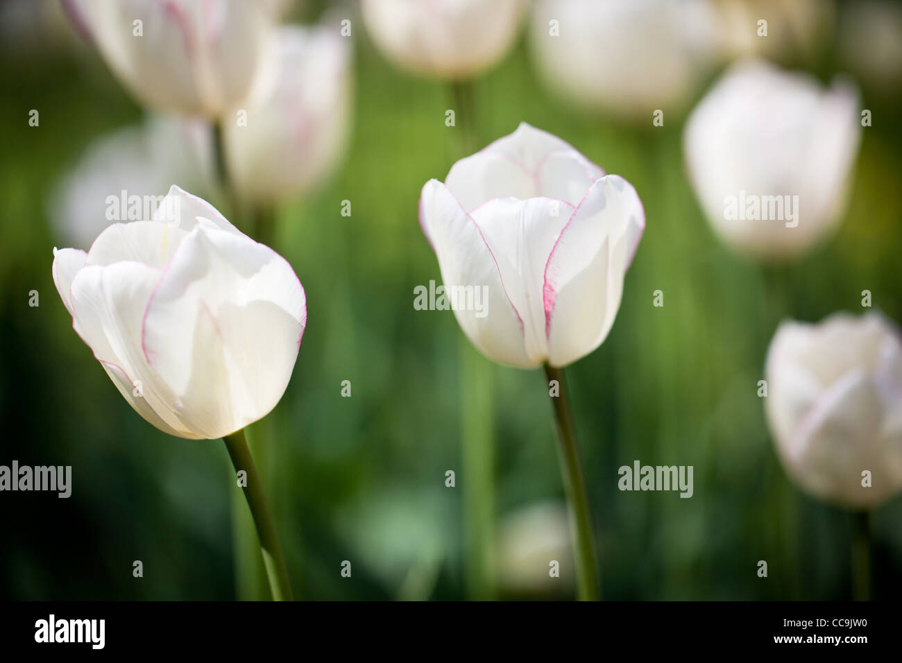 Beautiful blossoming tulip flowers in spring sunshine Stock Photo - Alamy