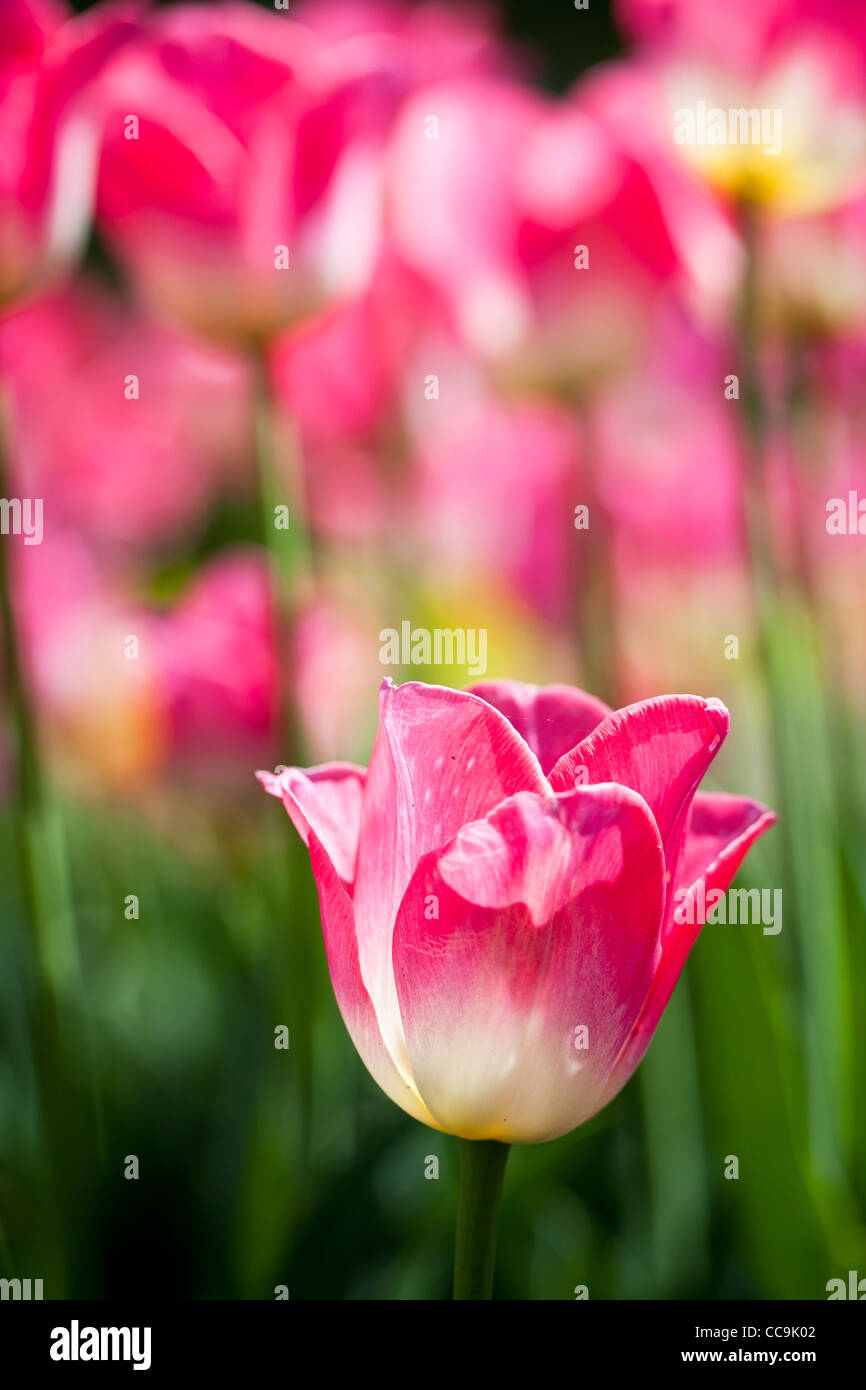 Beautiful blossoming tulip flowers in spring sunshine Stock Photo - Alamy