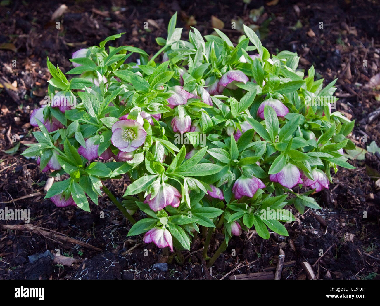 Sprint flower hi-res stock photography and images - Alamy