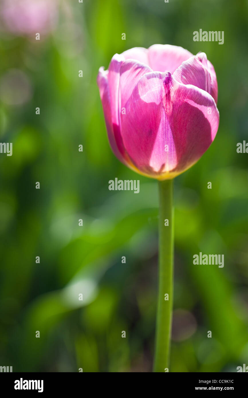 Beautiful blossoming tulip flowers in spring sunshine Stock Photo - Alamy