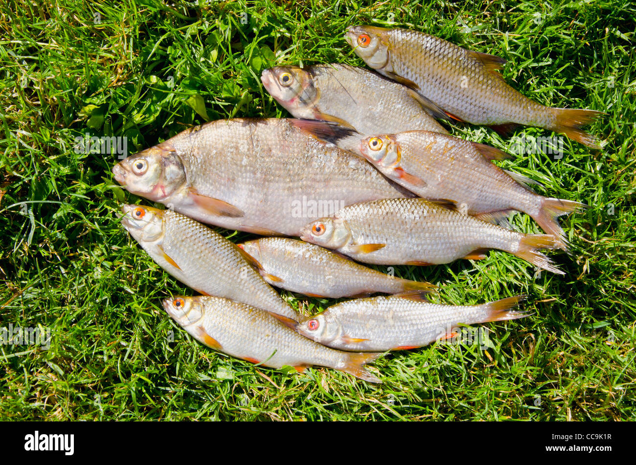 Roach bream whip. Fishes caught in lake. Fishing catch sunlight grass ...
