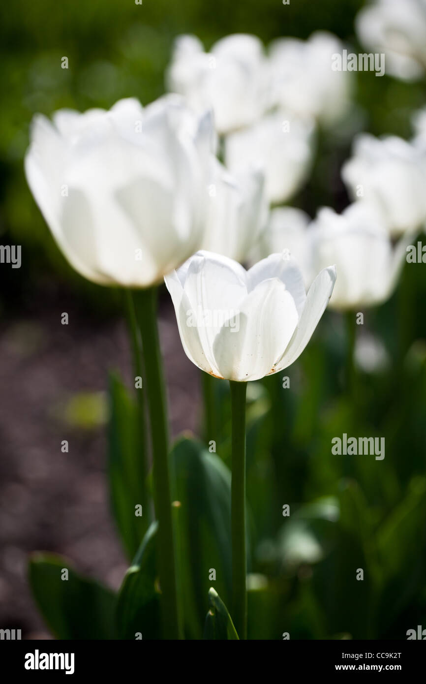 Beautiful blossoming tulip flowers in spring sunshine Stock Photo - Alamy