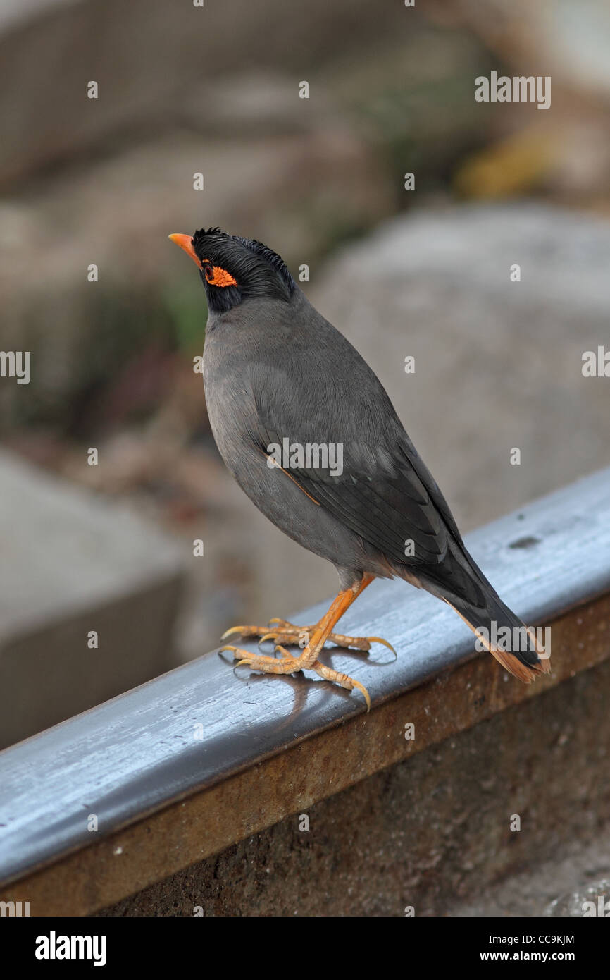 Bank Myna (Acridotheres ginginianus Stock Photo - Alamy