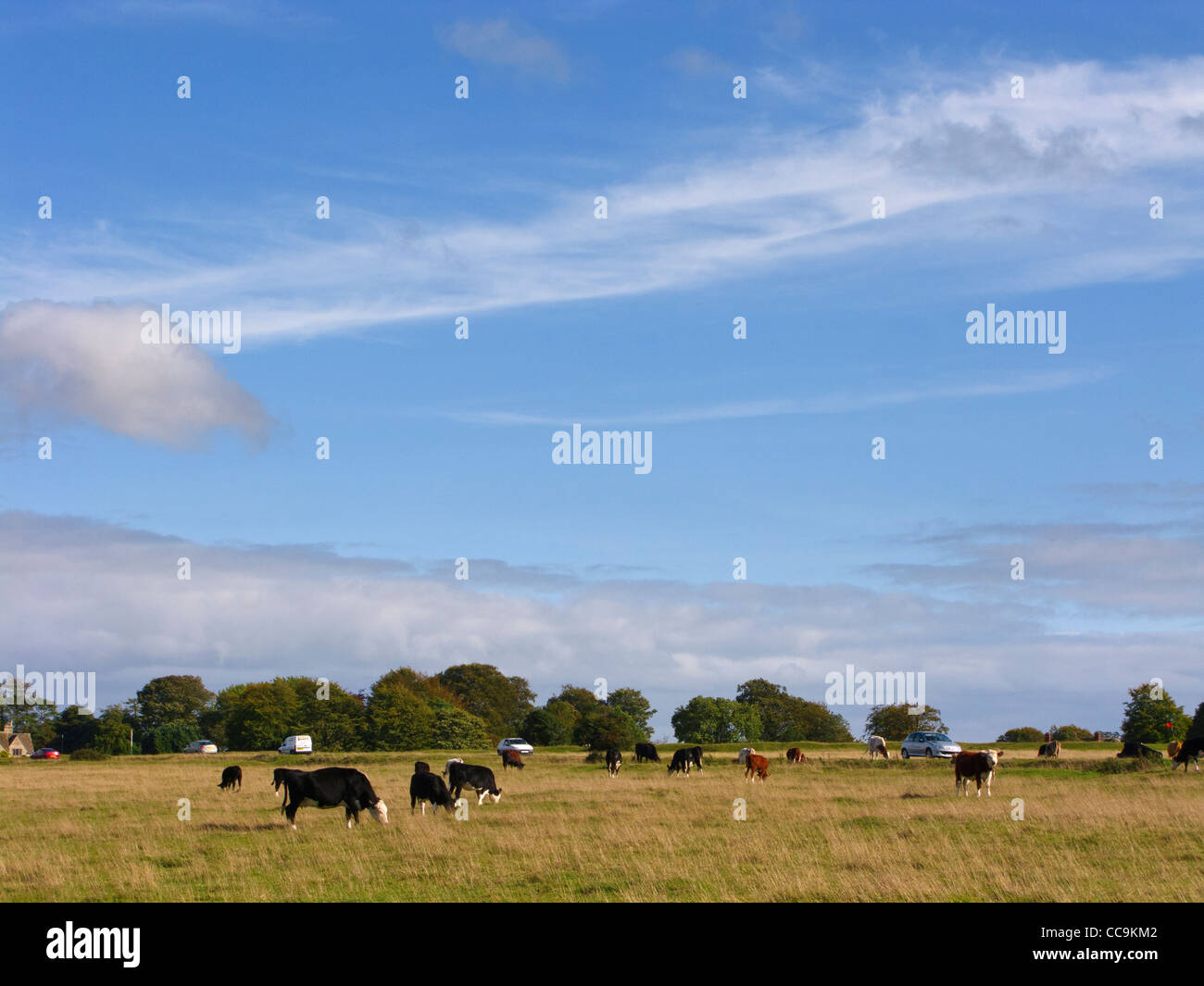 Cows grazing on Minchinhampton Common in Gloucestershire, Cotswolds, UK ...