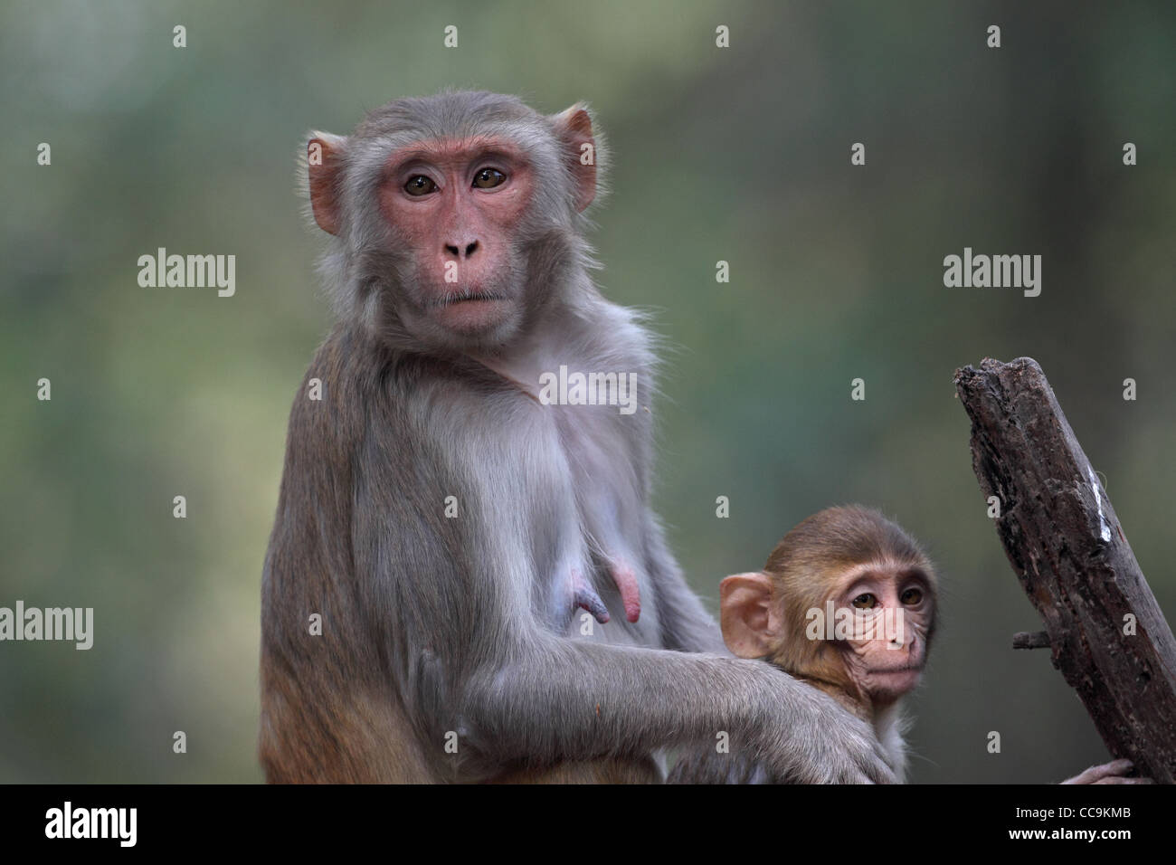 Rhesus Macaque (Macaca mulatta Stock Photo - Alamy