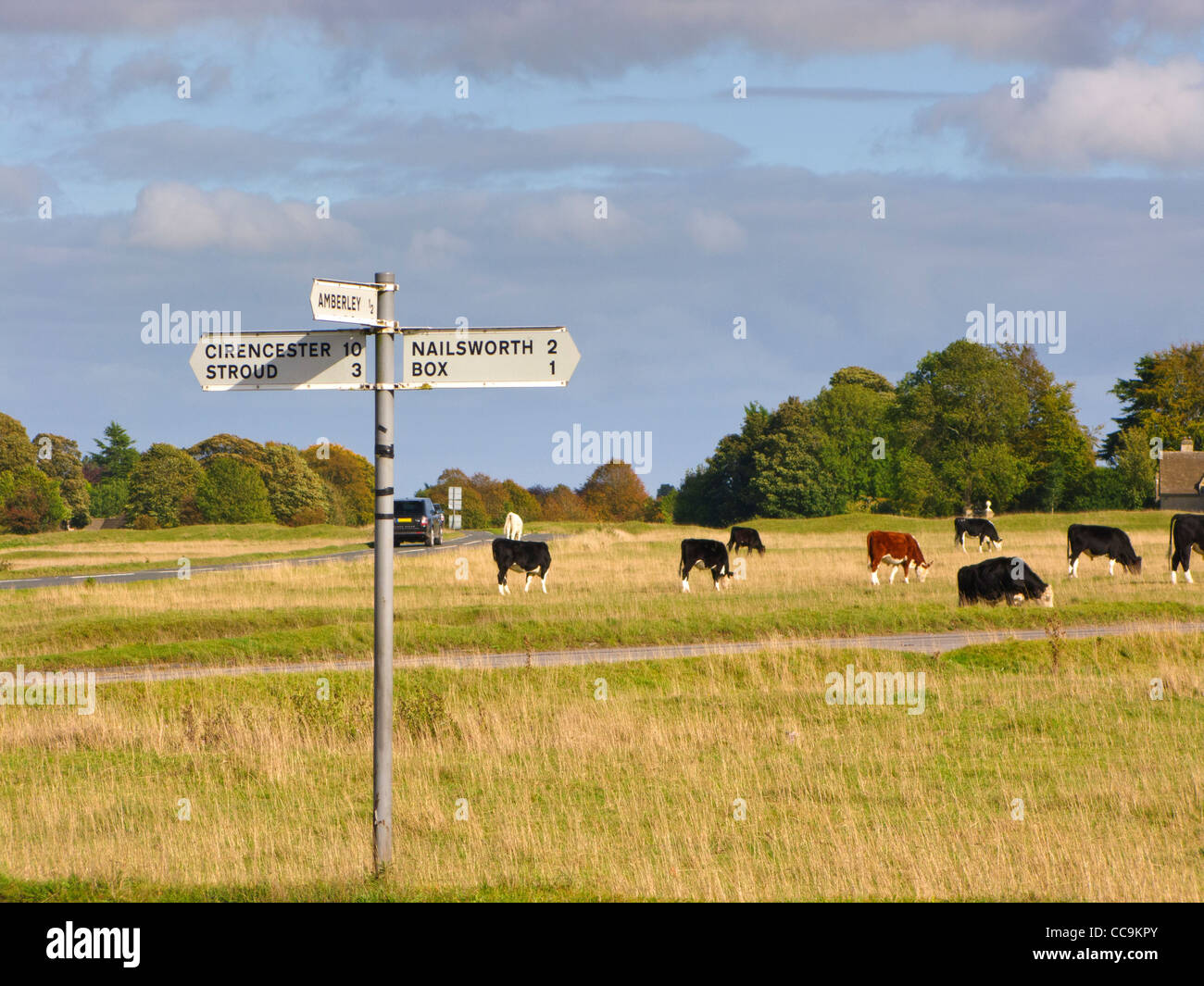 Cows grazing on Minchinhampton Common and a signpost in Gloucestershire ...