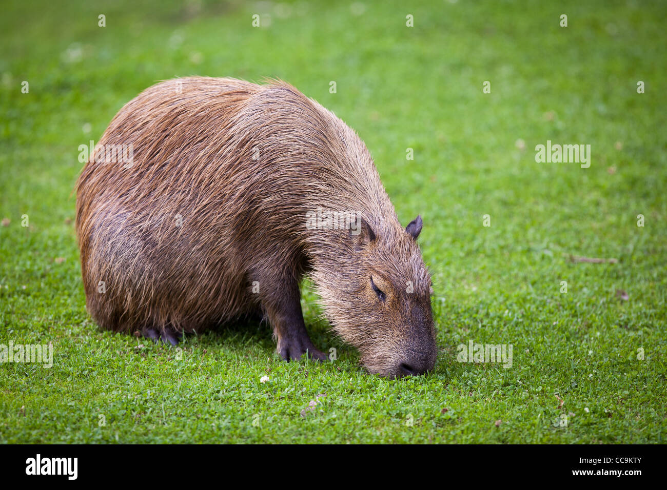 Capybara (Hydrochoerus hydrochaeris) grazing on fresh green grass Stock ...