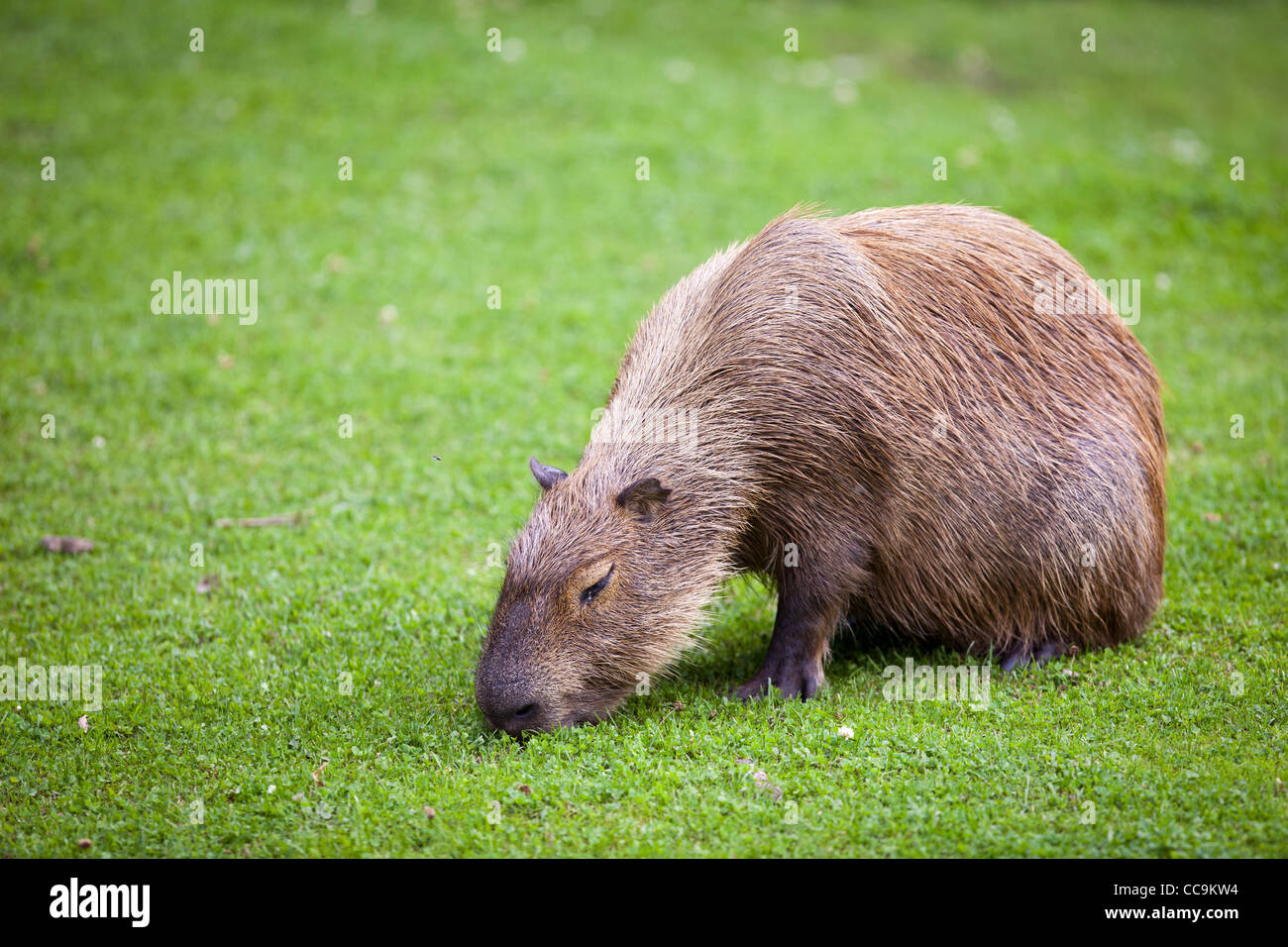 Capybara (Hydrochoerus hydrochaeris) grazing on fresh green grass Stock ...