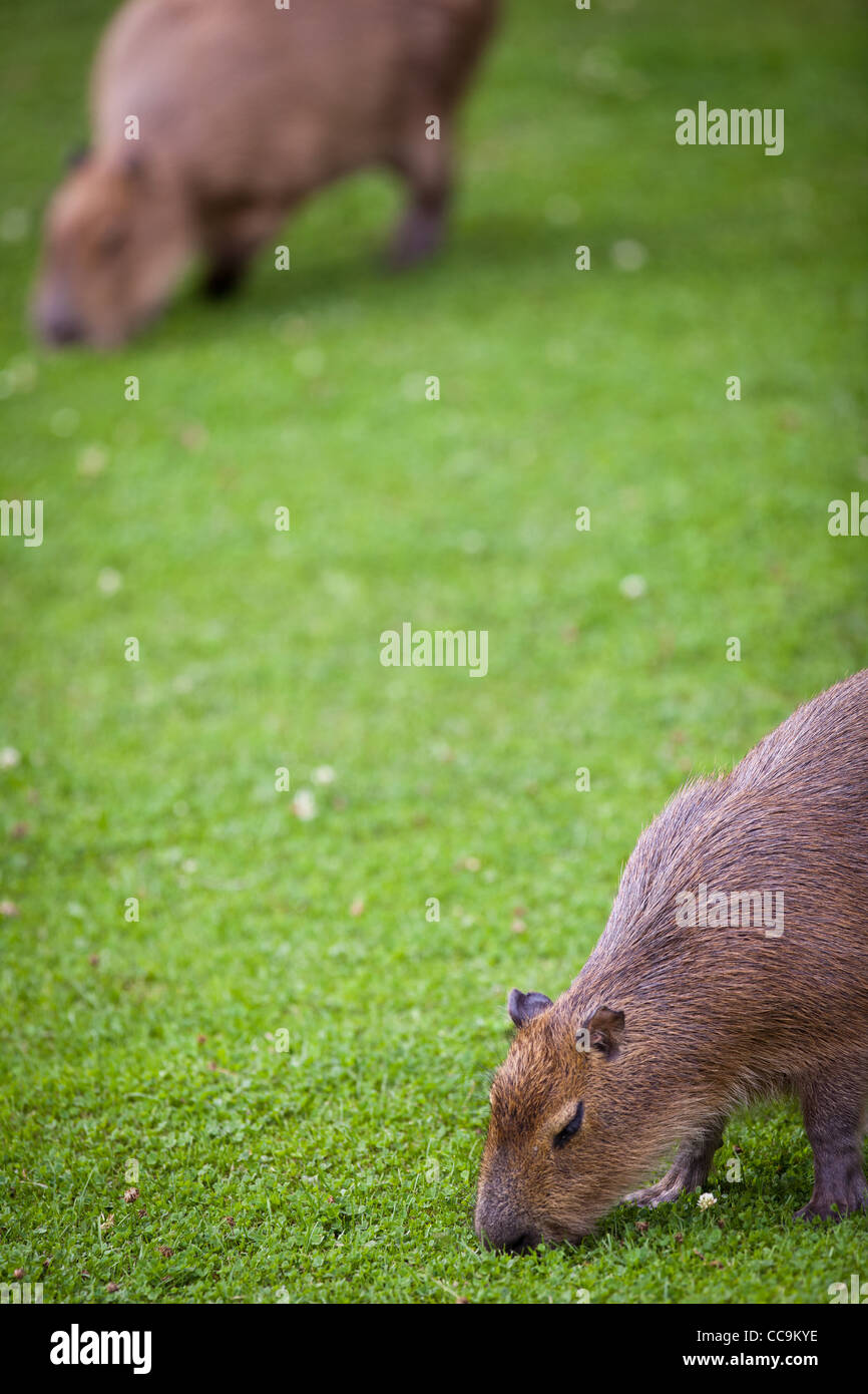 Capybara (Hydrochoerus hydrochaeris) grazing on fresh green grass Stock ...