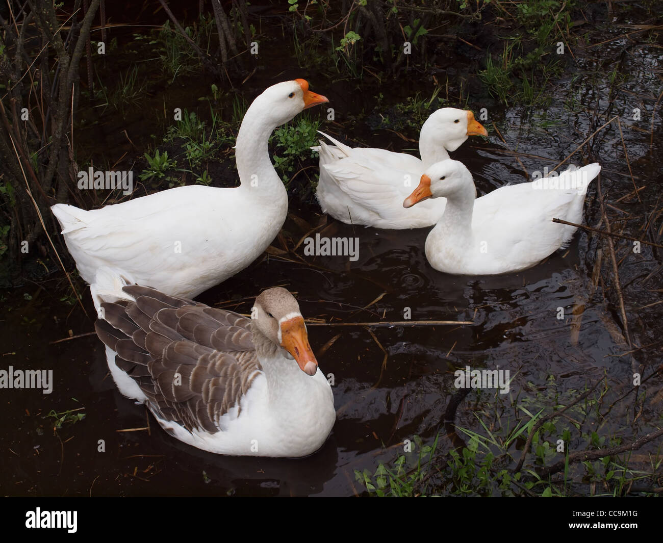 White and grey geese hi-res stock photography and images - Alamy