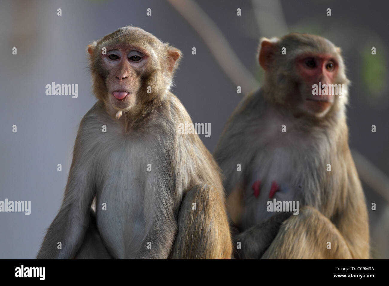 Rhesus Macaque (Macaca mulatta Stock Photo - Alamy