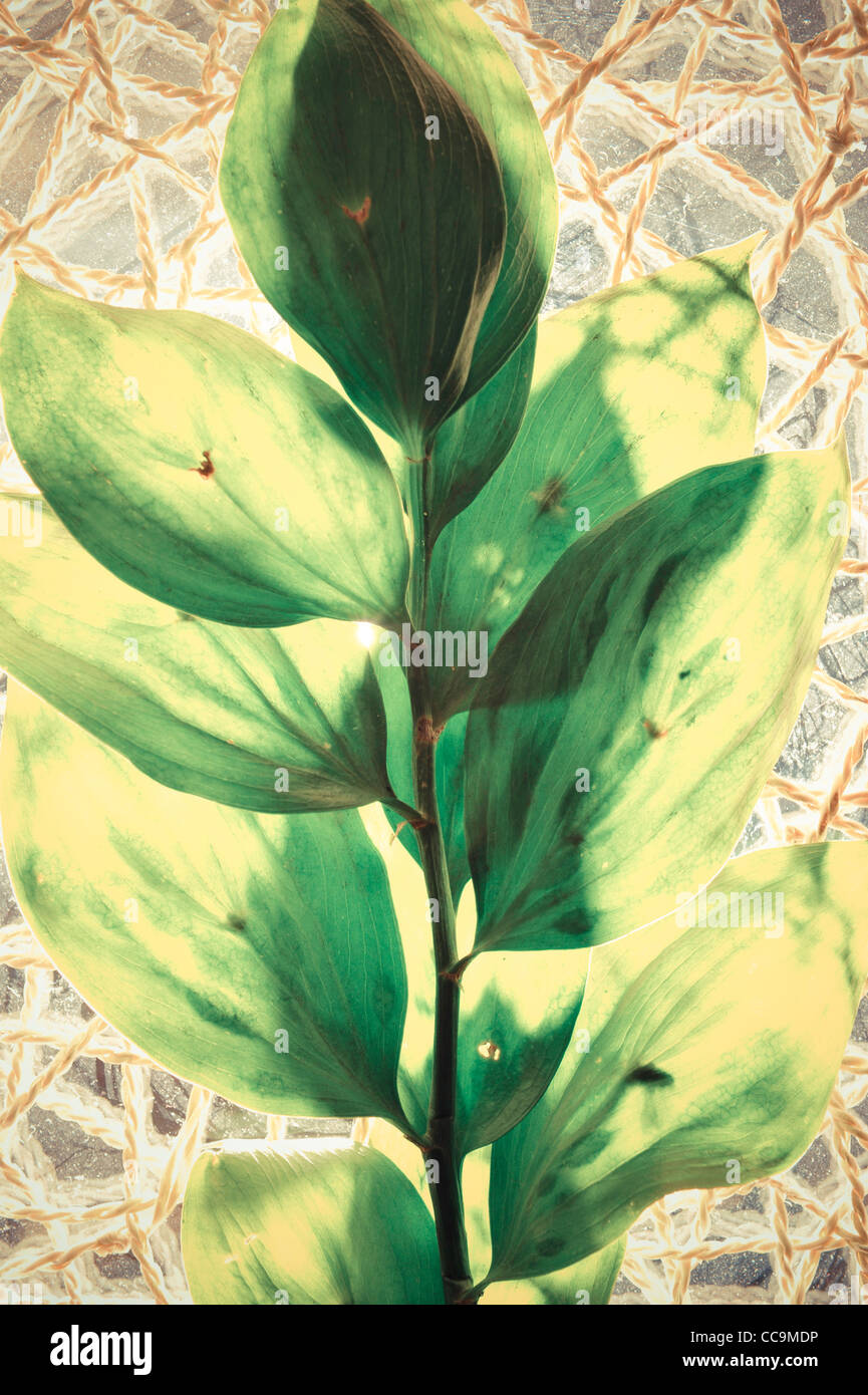 Green leaves against sunlight Stock Photo - Alamy