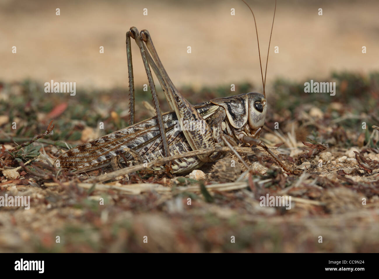 White-faced Bush Cricket (Decticus albifrons) Dobrich Bulgaria BE ...