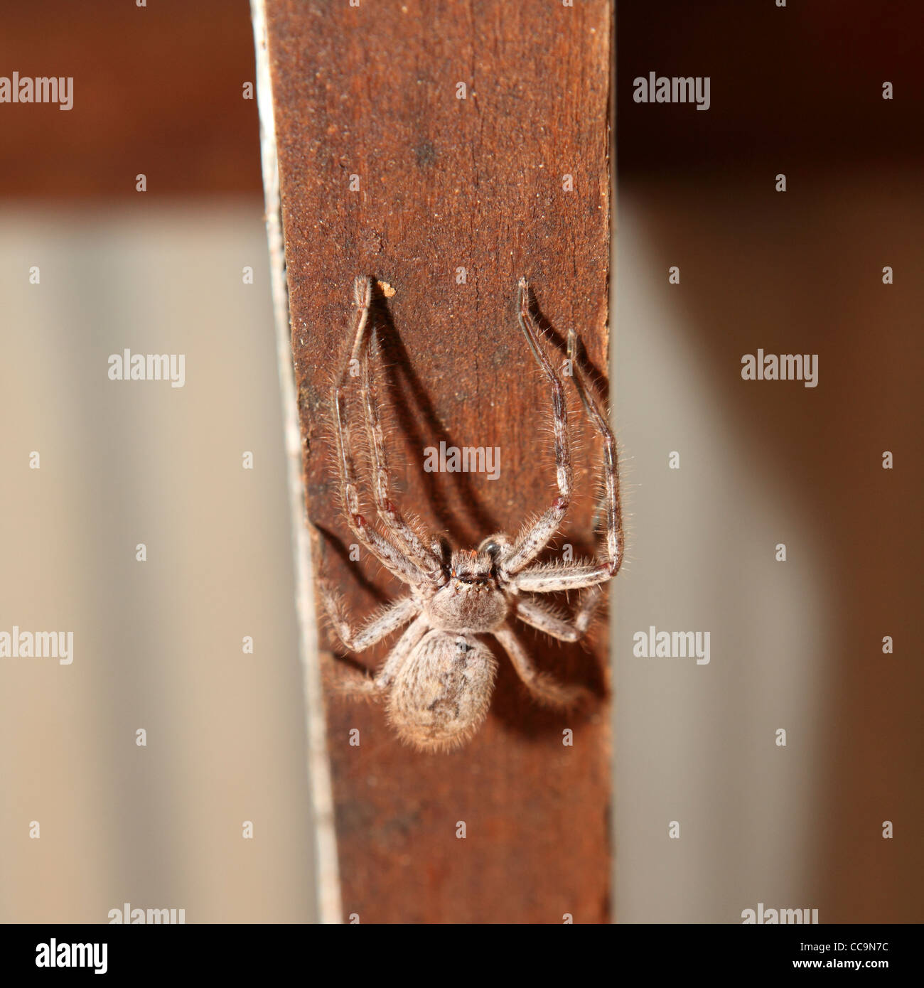 Giant Australian Spider Ridiculousness