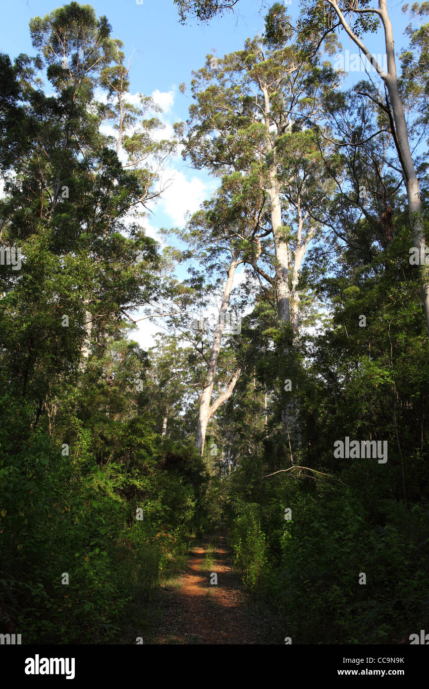Pemberton forest park hi-res stock photography and images - Alamy