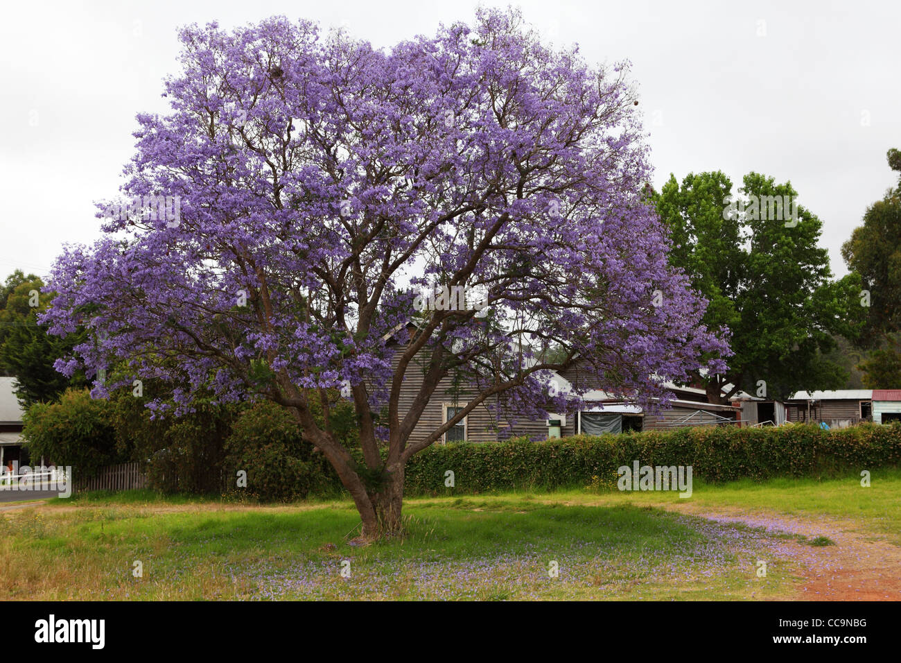 A flowering Jacaranda tree in Pemberton, Western Australia Stock Photo ...