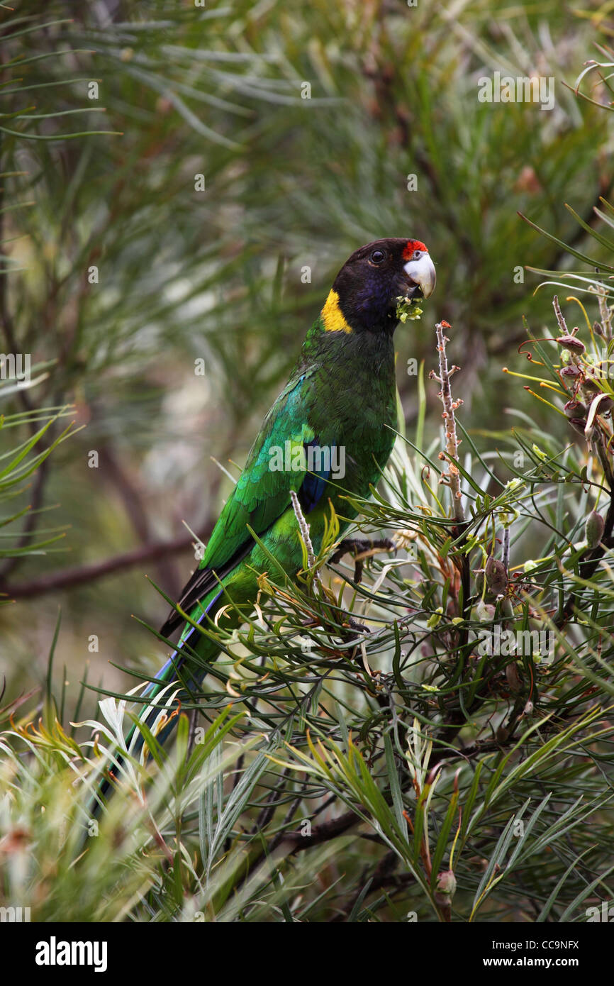 Australian Ringneck Parrot (Barnardius zonarius) at Pemberton, Western ...