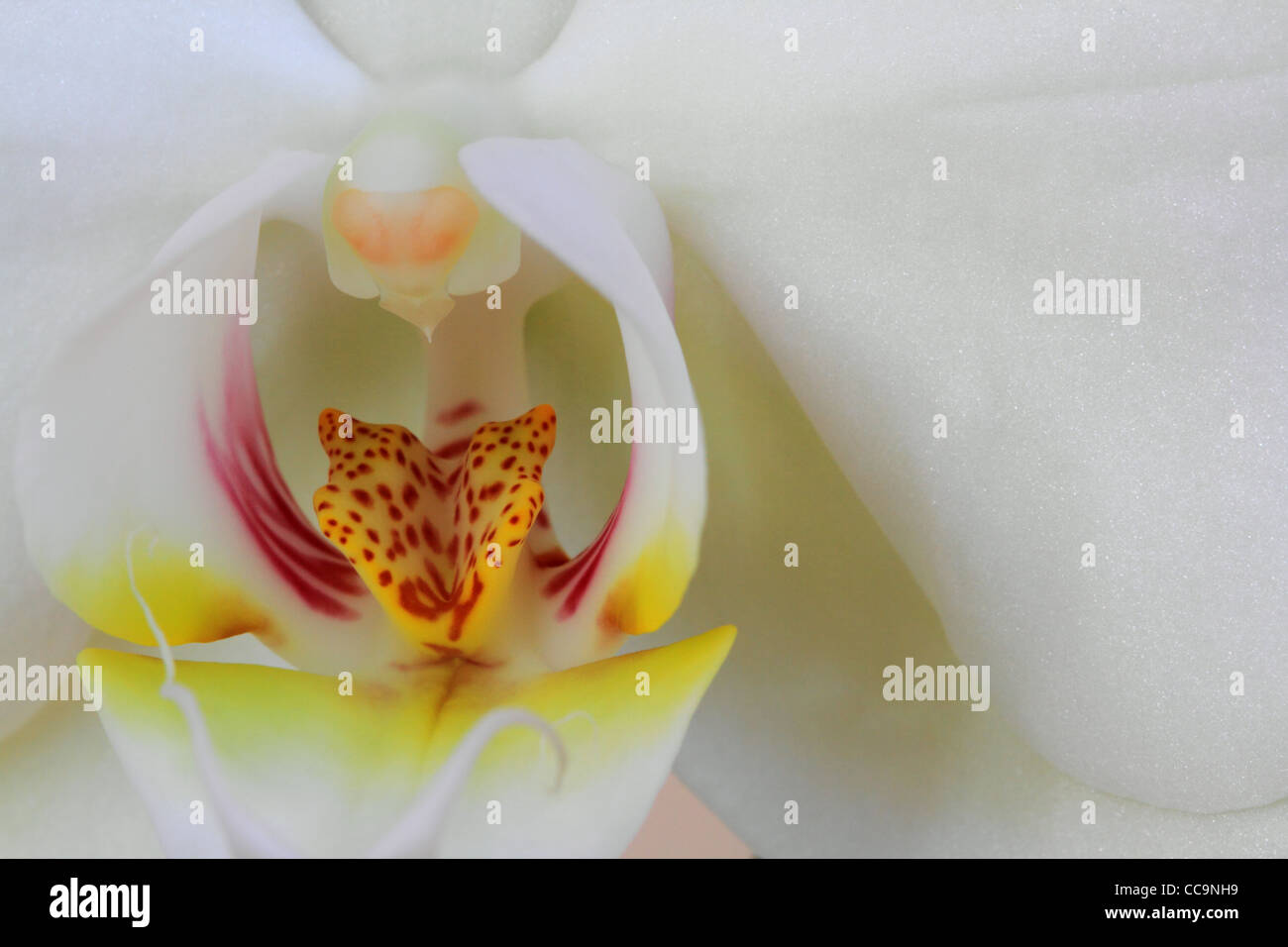 Close up of Phalaenopsis aphrodite orchid Stock Photo - Alamy
