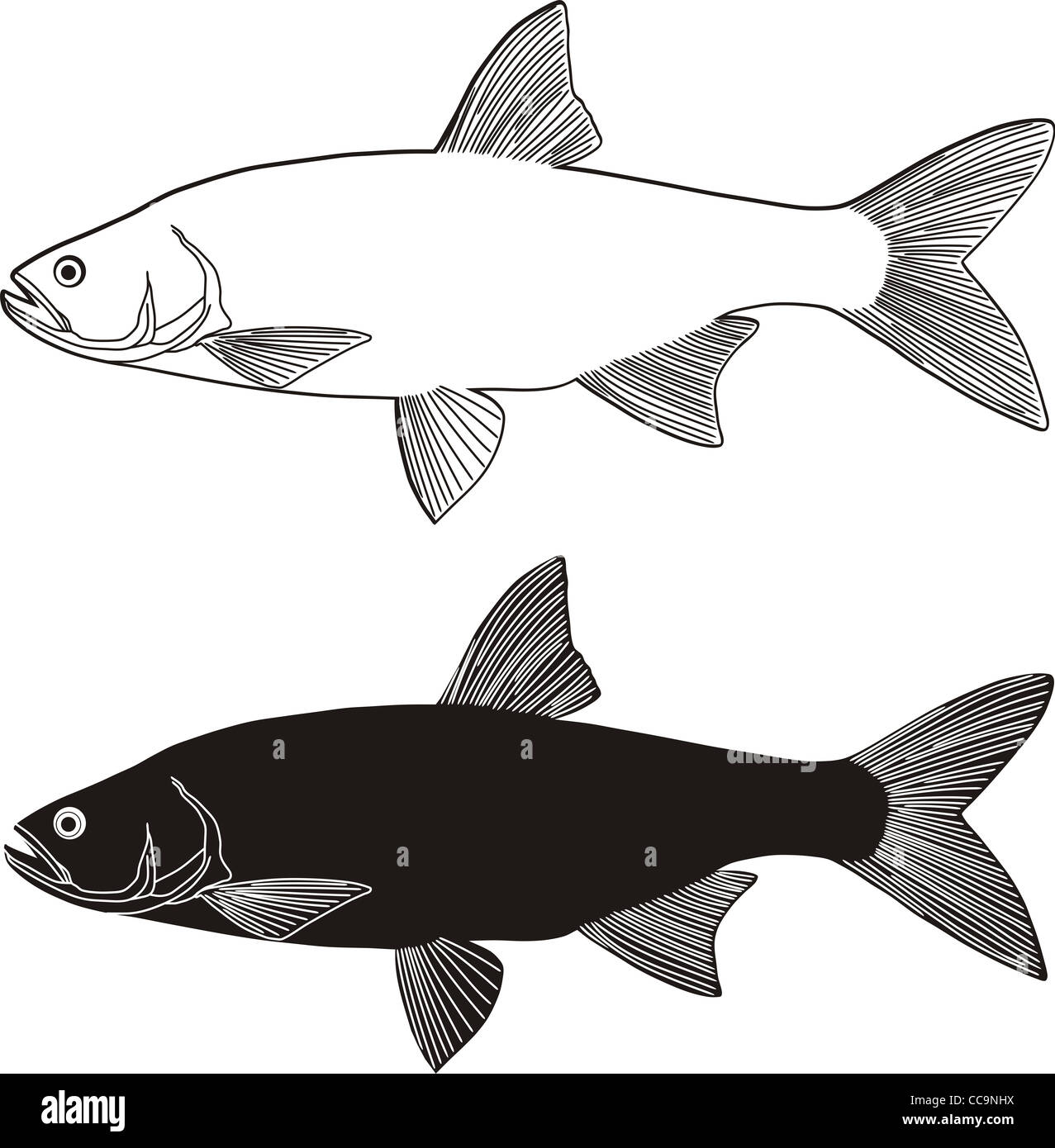 Asp predatory freshwater fish Stock Photo - Alamy