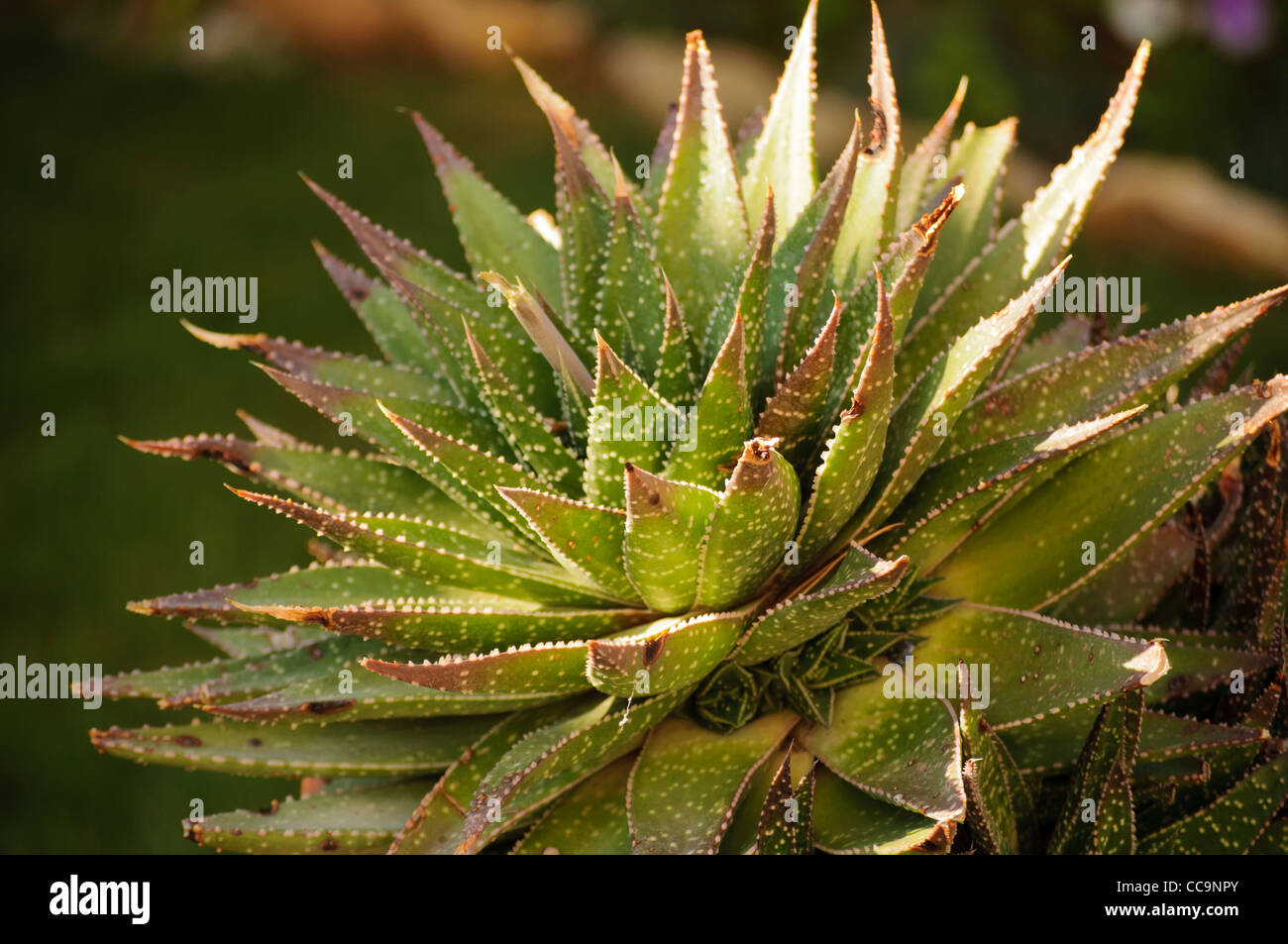 Dried cactus hi-res stock photography and images - Alamy