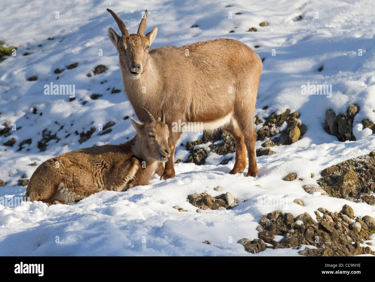 Alpine ibex (Capra ibex Stock Photo - Alamy