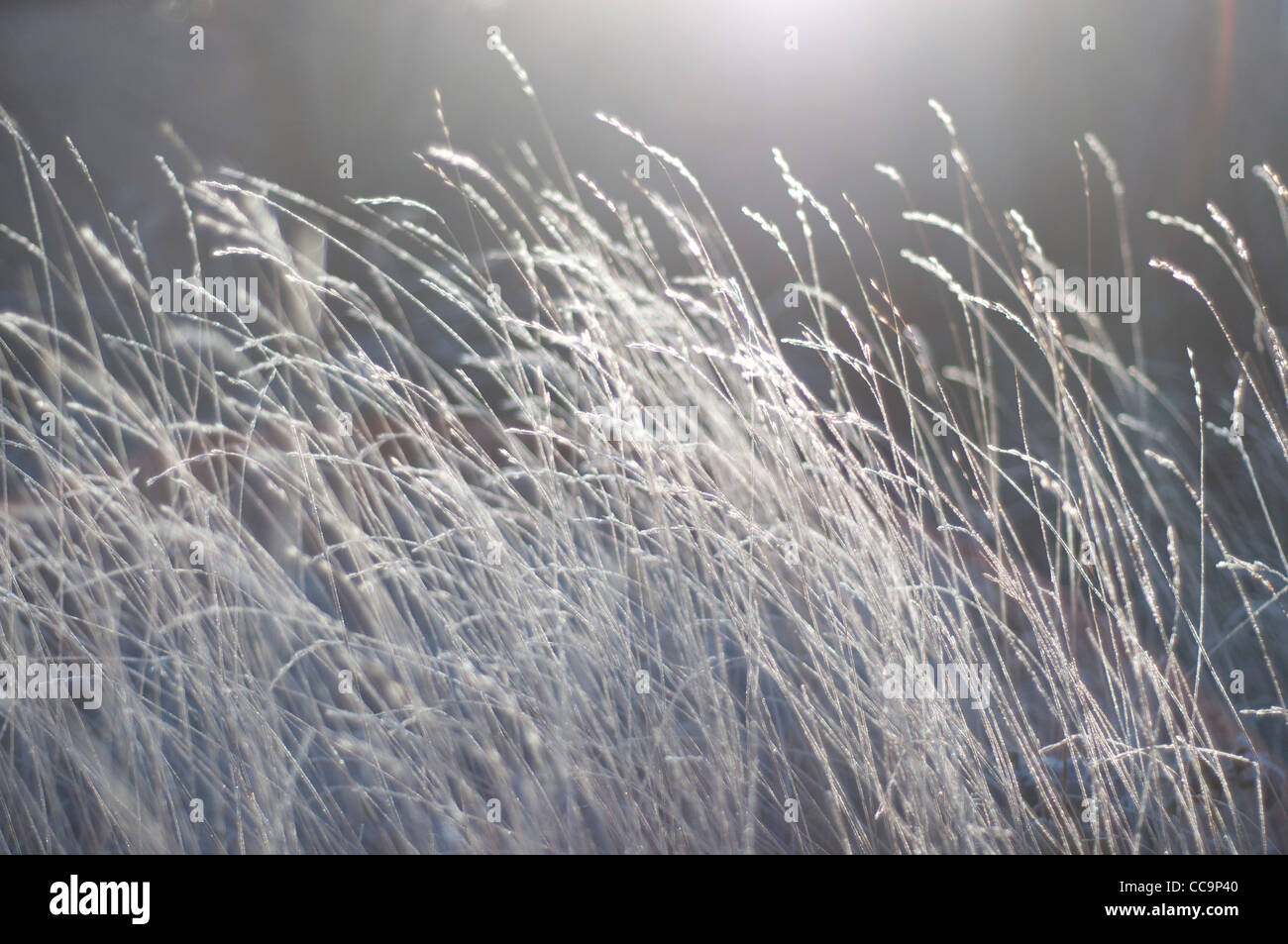 The sun on grasses on a freezing cold, frosty morning. Muted colours. A ...