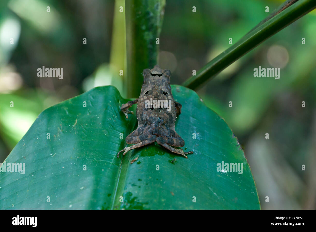 Pacaya Samiria National Reserve, Peru. Rhinella margaritifera (South ...