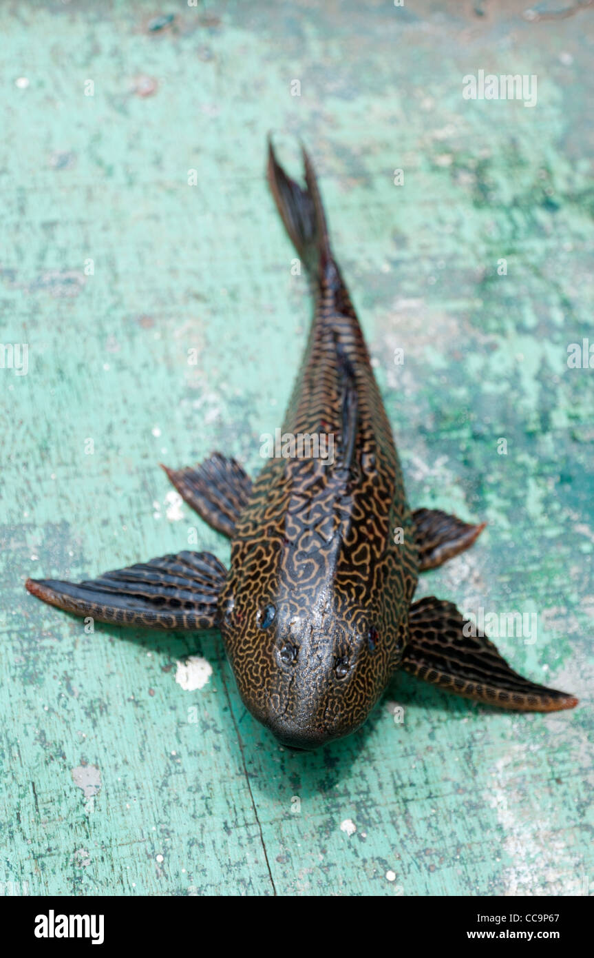 Pterygoplichthys catfish hi-res stock photography and images - Alamy
