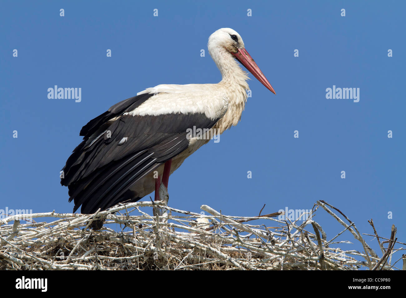 White Stork (Ciconia ciconia Stock Photo - Alamy