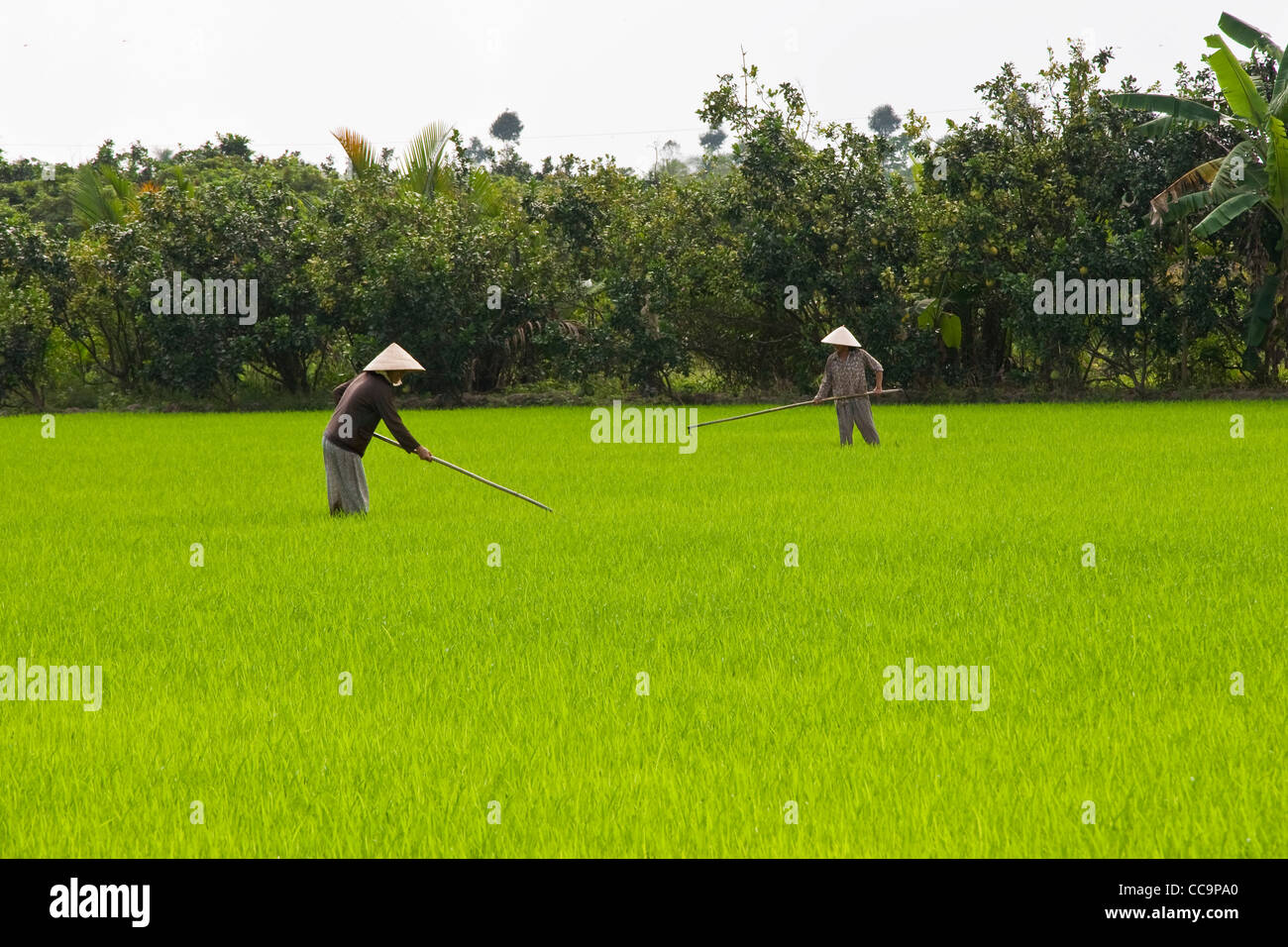 Rice field, Mekong delta, Vietnam Stock Photo - Alamy