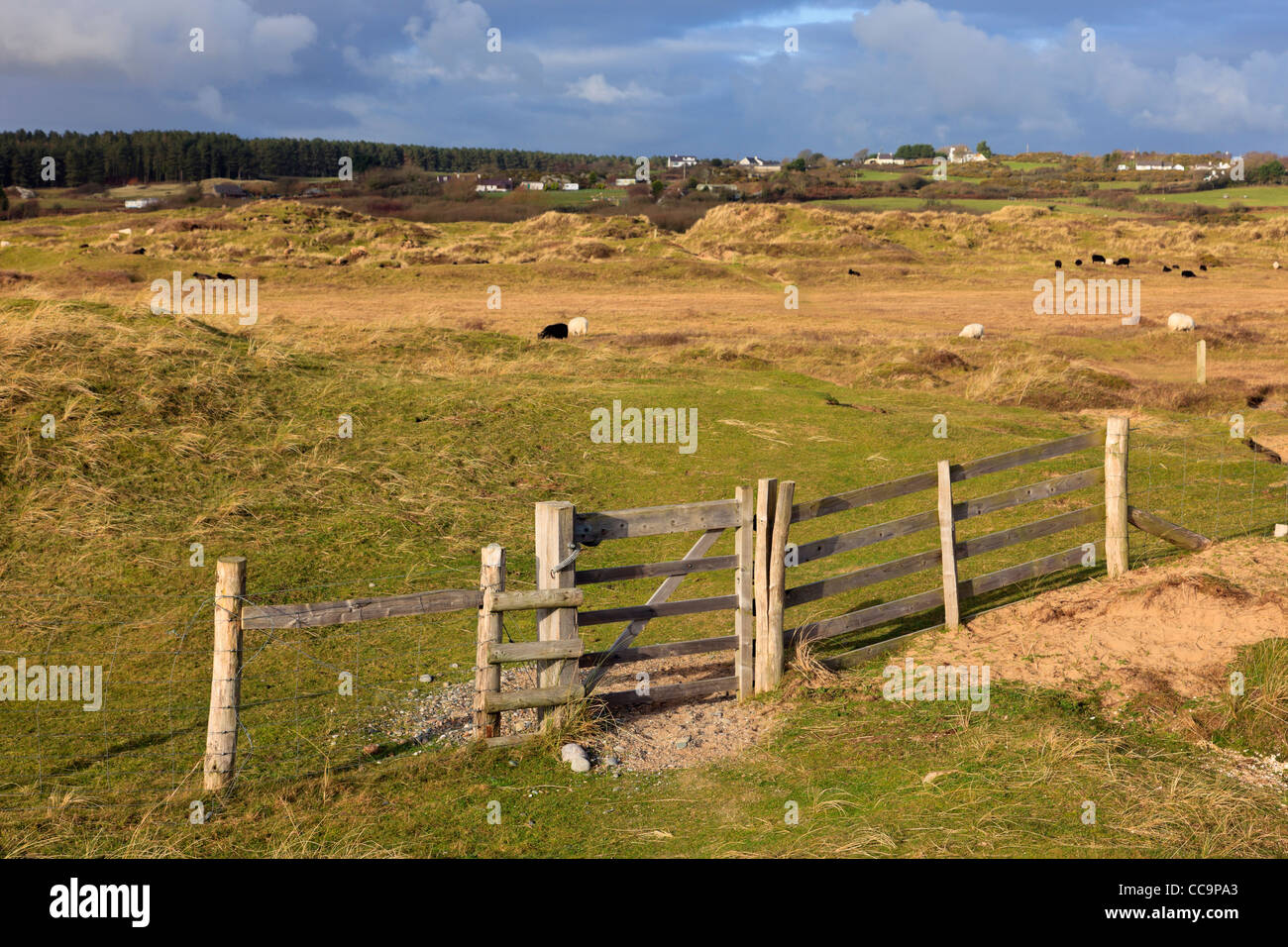 Tywyn Niwbwrch National Nature Reserve path through sand dunes with ...