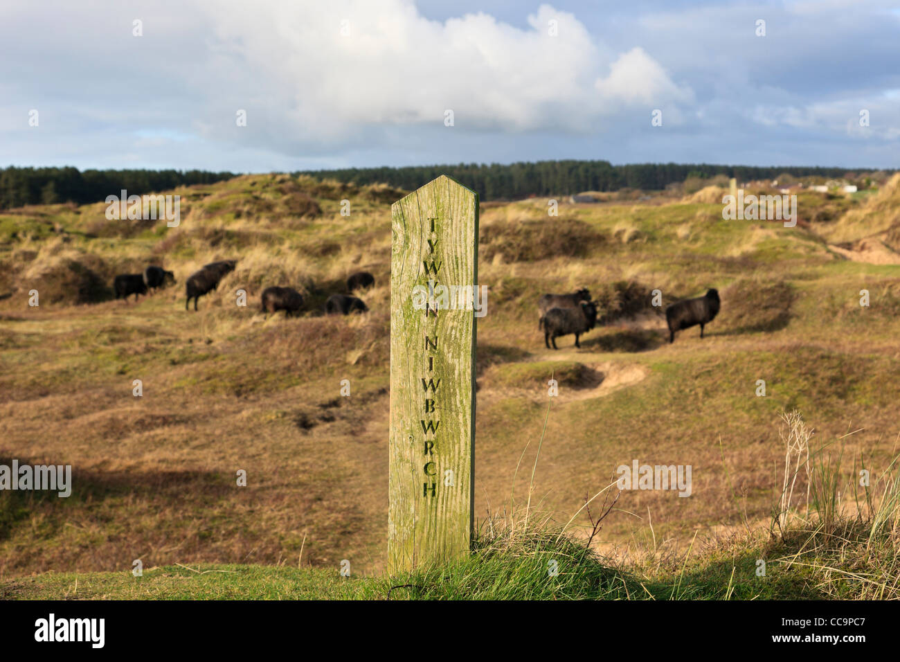 National Nature Reserve path sign through sand dunes with sheep grazing ...