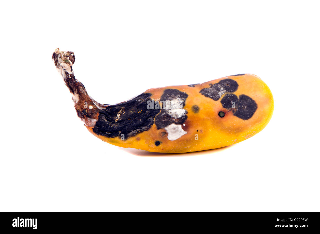 isolated on white rotten yellow zucchini Stock Photo - Alamy