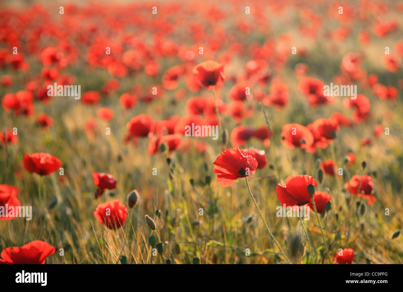 Poppy field at sunset Stock Photo - Alamy