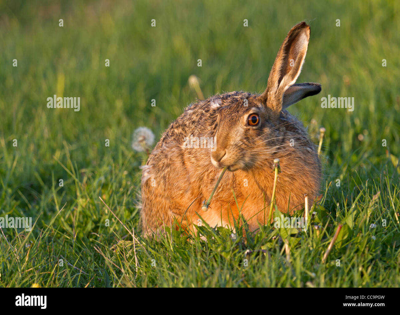 European Hare (Lepus europaeus Stock Photo - Alamy