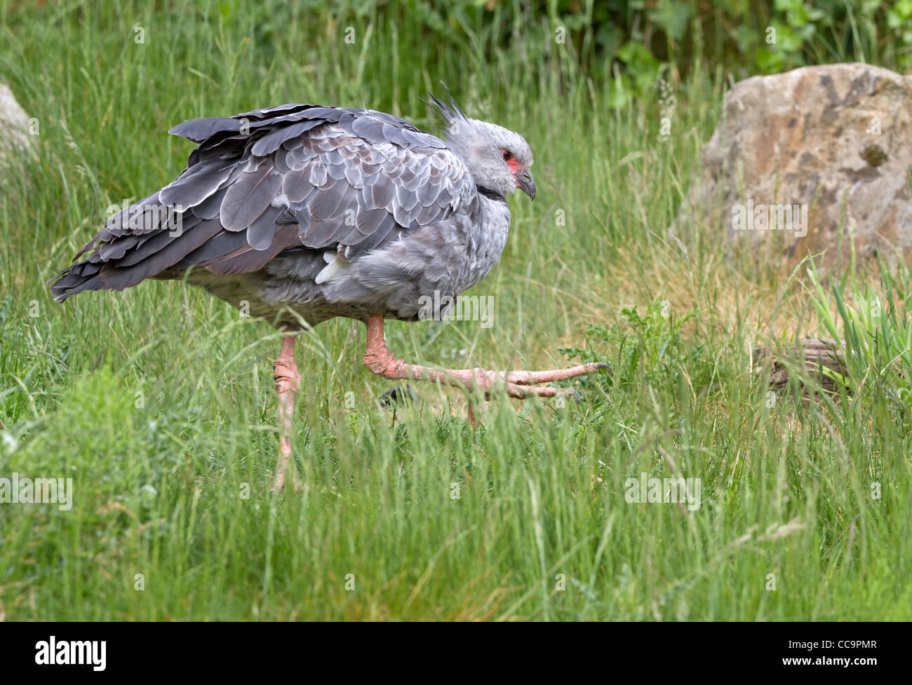 Anhimidae hi-res stock photography and images - Alamy