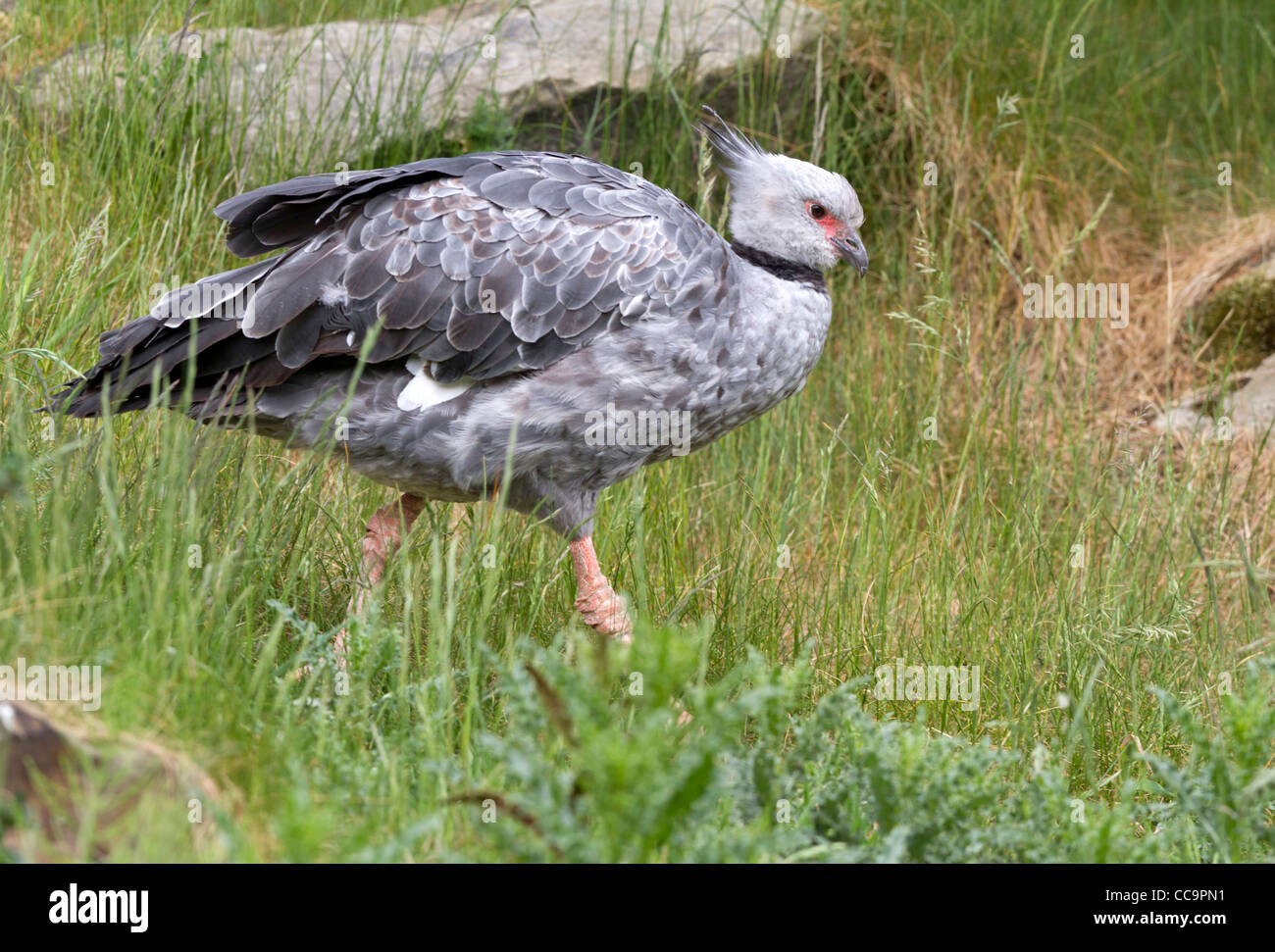 Screamer bird hi-res stock photography and images - Alamy
