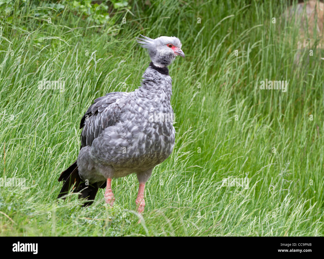 Screamer bird hi-res stock photography and images - Alamy
