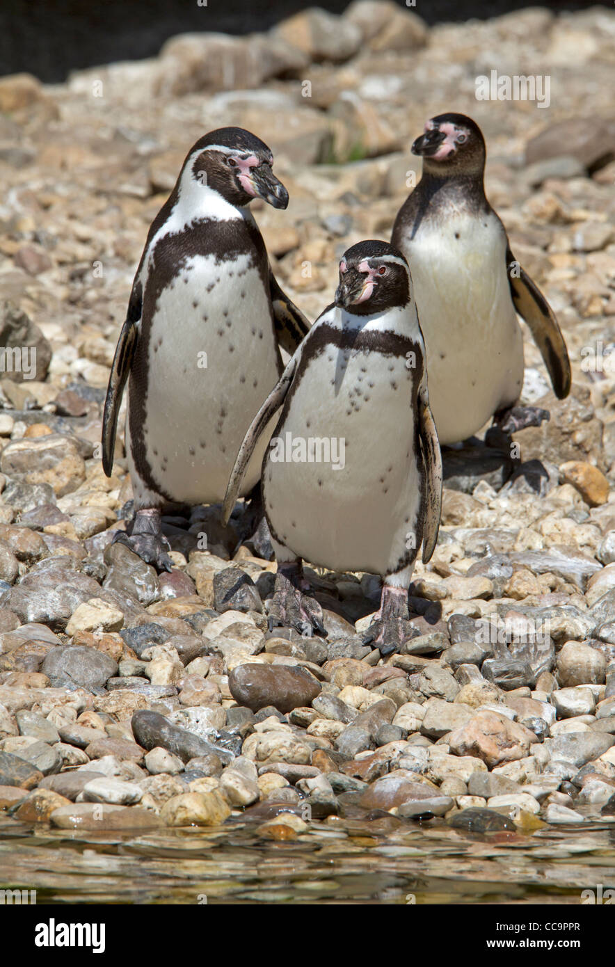 Humboldt penguin (Spheniscus humboldti Stock Photo - Alamy