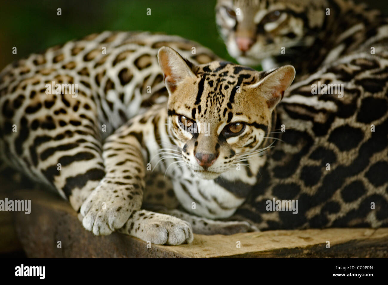 Ocelot hi-res stock photography and images - Alamy