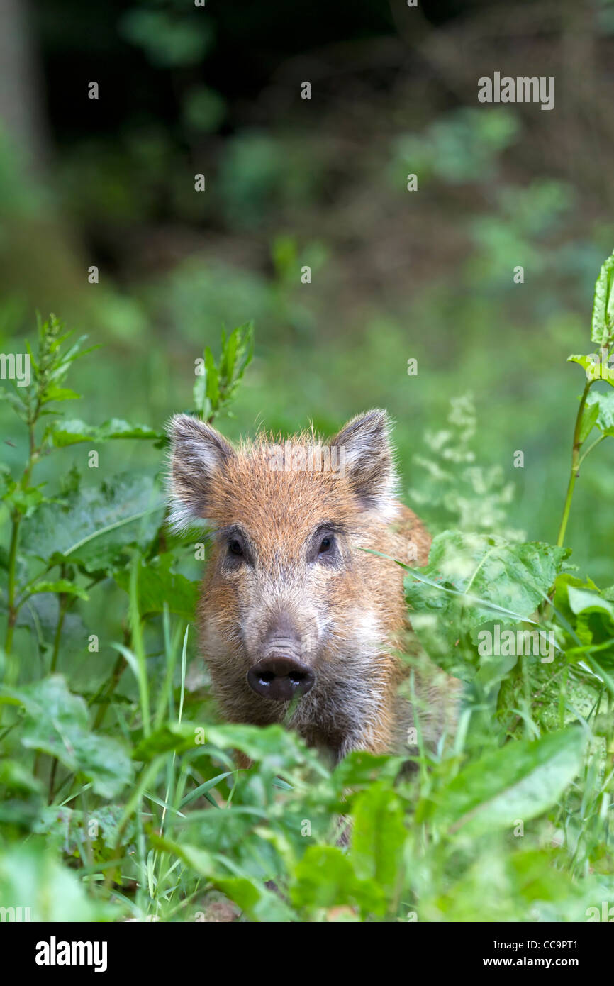 Wild boar (Sus scrofa Stock Photo - Alamy