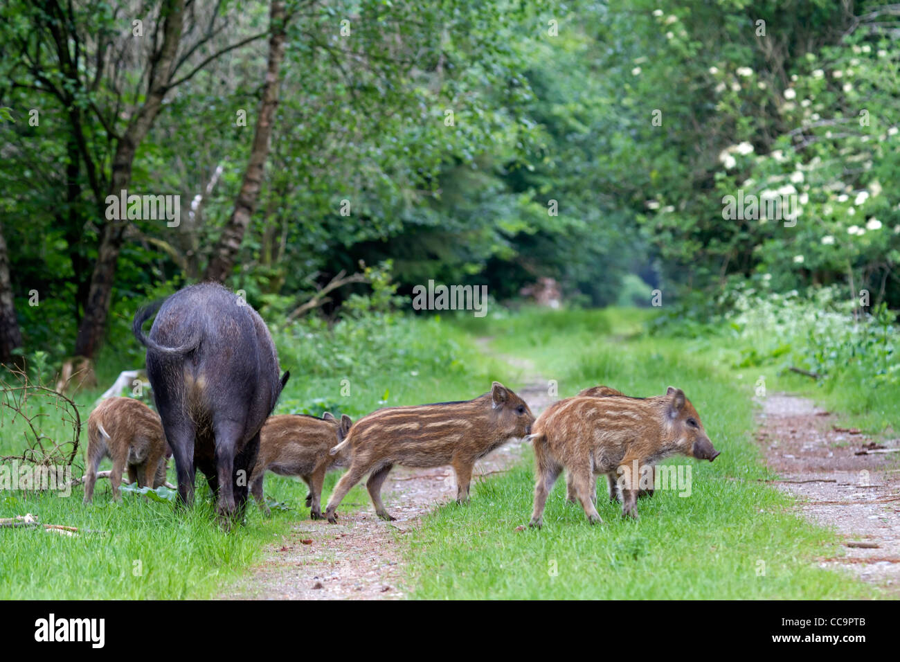 Sus animals wintertime mammals pigs wild boars wintry snowy female hi ...