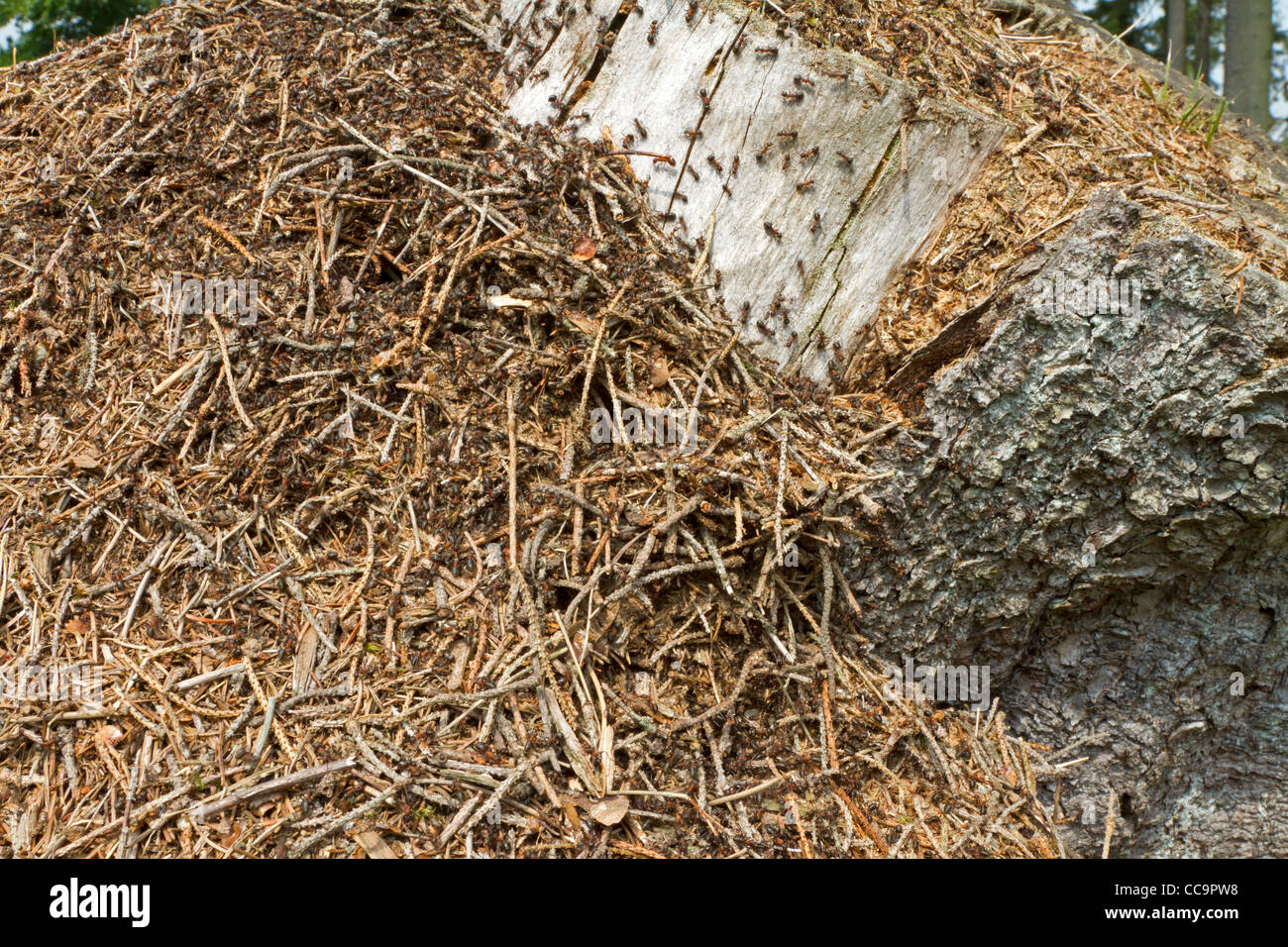 Anthill hi-res stock photography and images - Alamy
