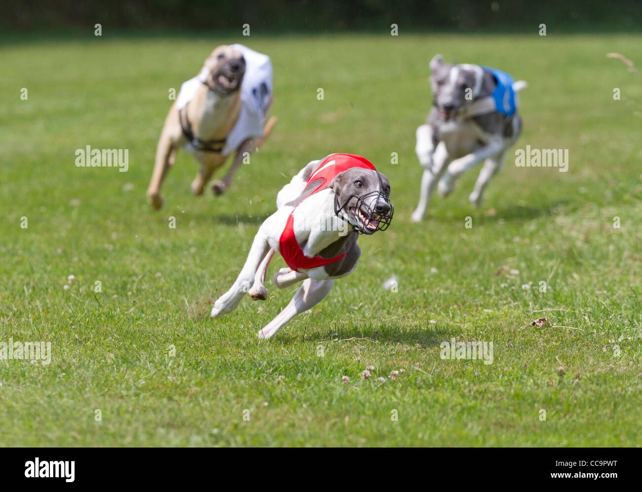 Runing dog hi-res stock photography and images - Alamy